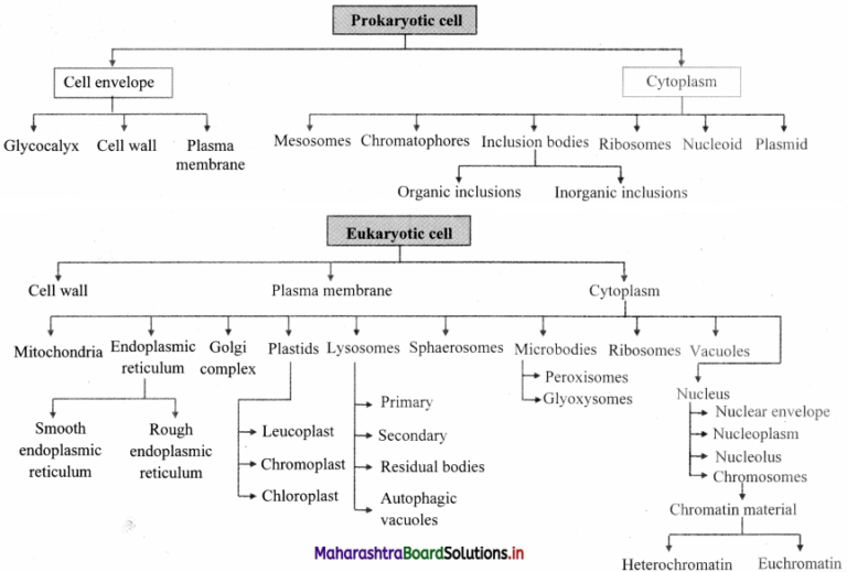 Maharashtra Board Class 11 Biology Important Questions Chapter 5 Cell ...