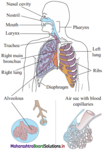 Maharashtra Board Class 12 Biology Important Questions Chapter 8 ...