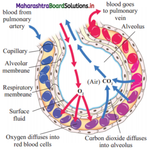 Maharashtra Board Class 12 Biology Important Questions Chapter 8 ...