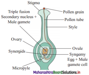 12th Biology Chapter 1 Exercise Reproduction in Lower and Higher Plants ...