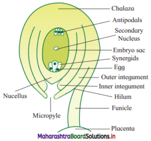 12th Biology Chapter 1 Exercise Reproduction in Lower and Higher Plants ...