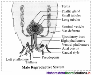 Maharashtra Board Class 11 Biology Important Questions Chapter 11 Study ...