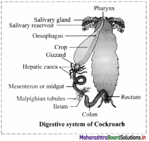 11th Biology Chapter 11 Exercise Study of Animal Type: Cockroach ...