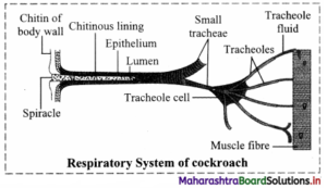 11th Biology Chapter 11 Exercise Study of Animal Type: Cockroach ...