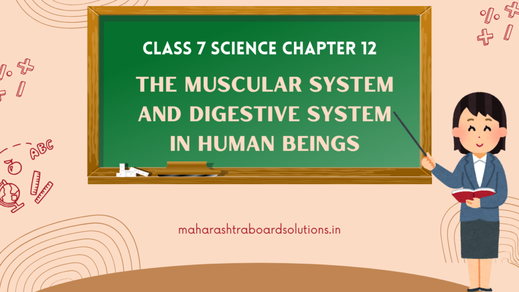 The Muscular System and Digestive System in Human Beings Class 7 Science Chapter 12 Questions ...